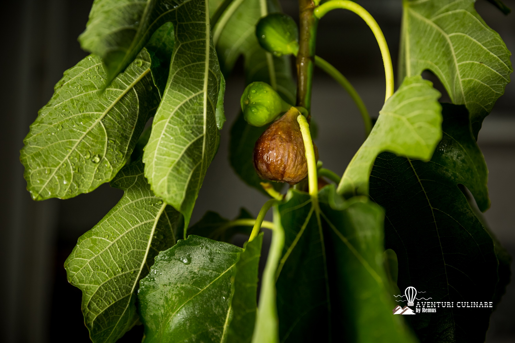 Dulceață de smochine – rețetă clasică - Aventuri culinare